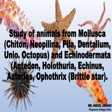 Study of animals from Mollusca (Chiton, Neopilina, Pila, Dentalium ...