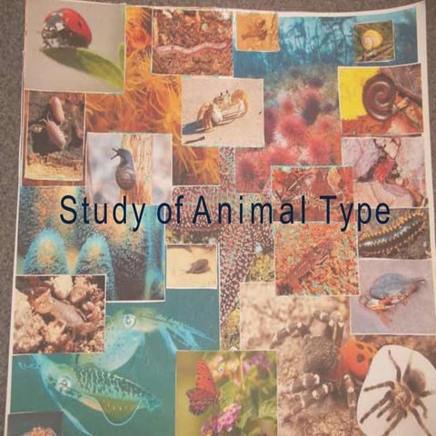 Study of Animal Type.pptx