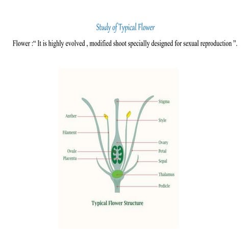 Study the structure of typical Flower new.pptx