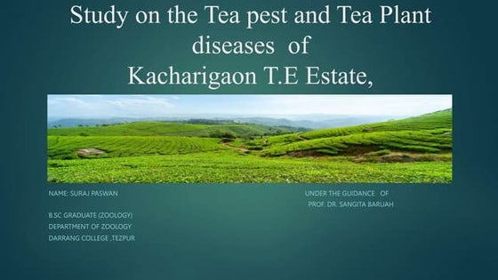 A Study On The Tea Pest And Diseases Of Tea Plants In Some Parts Of ...