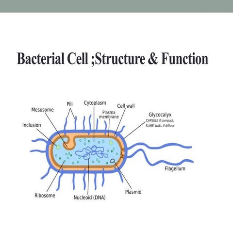 Structure Of A Bacteria What Are Bacteria? | Live Science