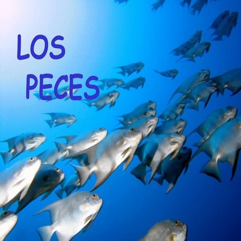 Proyecto peces | PDF