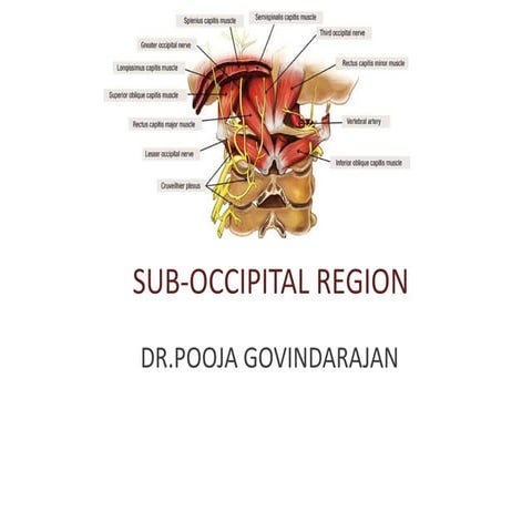 SUB-OCCIPITAL REGION with applied ppt .pptx