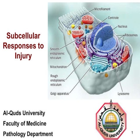 Subcellular Response to cell injury12.ppt