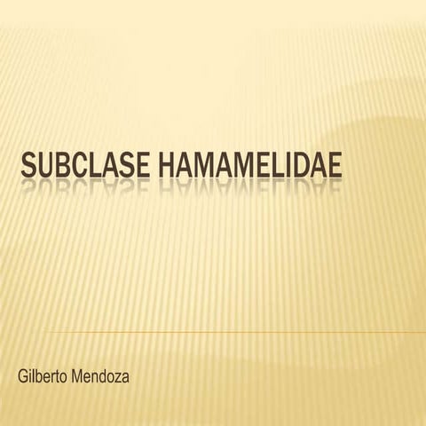Subclase hamamelidae y caryophyllidae | PPTX