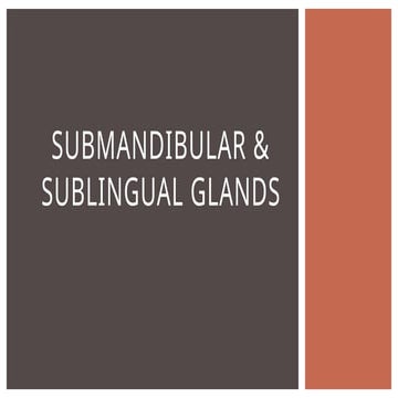 Submandibular & Sublingual glands mbbs anatomy | PPTX