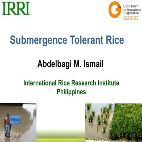 Submergence tolerant rice | PDF