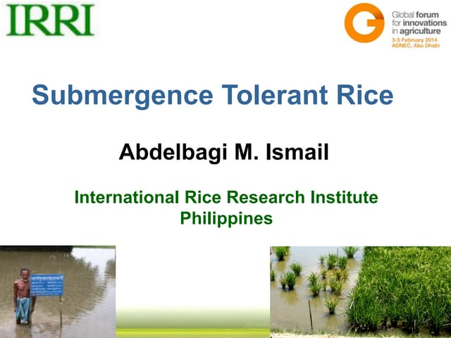 submergence tolerance in rice - sub 1 | PPTX