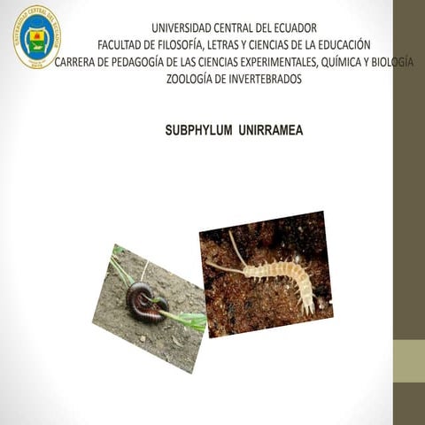 Subphylum Unirramea | PPTX