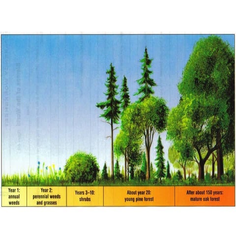 Ecological succession | PPT