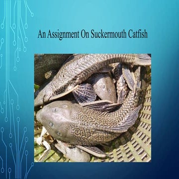 Suckermouth Catfish.pptx