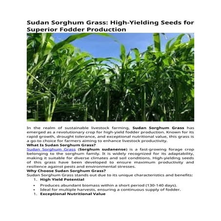 Sudan Sorghum Grass: High-Yielding Seeds for Superior Fodder Production ...