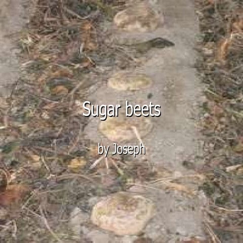 Sugar Beets--Joe | PPT