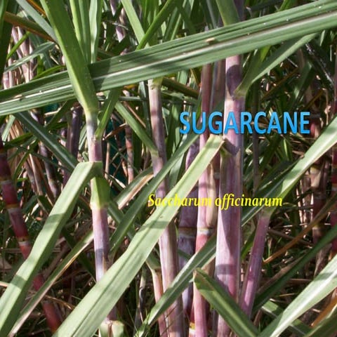 Sugarcane ( Scientific cultivation of sugarcane crop) | PPTX