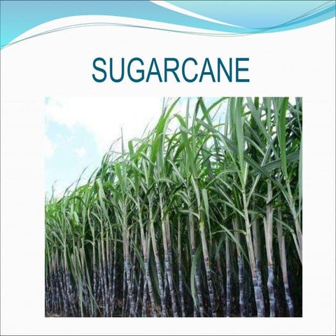 SUGARCANE.ppt