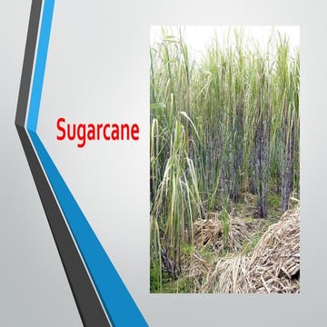 Sugarcane ( Scientific cultivation of sugarcane crop) | PPTX