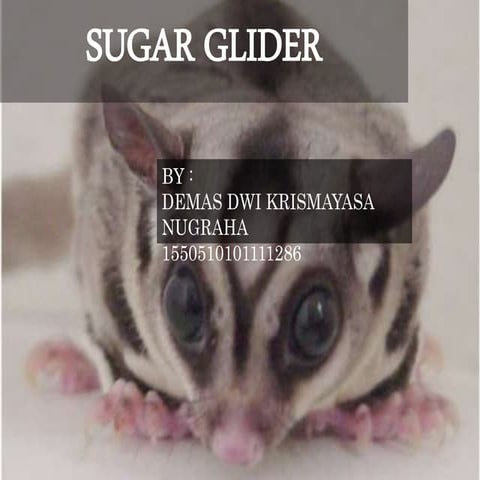 Sugar glider presentation | PPTX