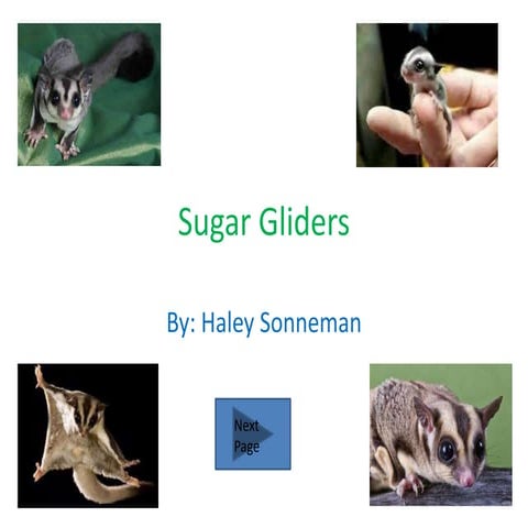 Sugar gliders | PPTX