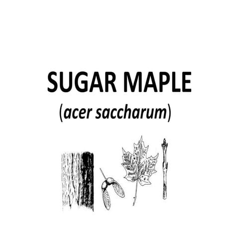 Sugar Maple | PPT