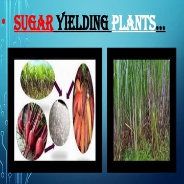 SUGAR YEILDING PLANTS AND THEIR TYPES .. | PPTX