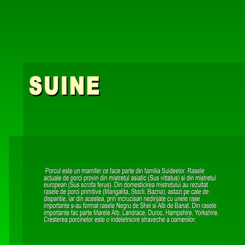 Suine | PPT
