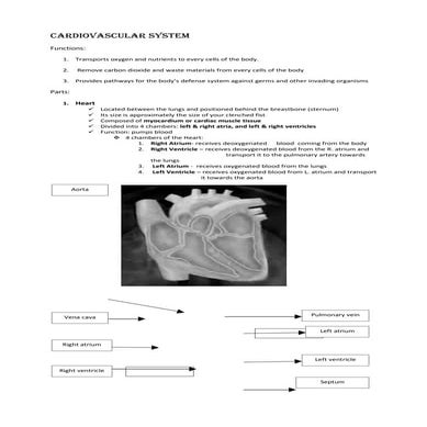 Circulatory system grade 9 | PPTX
