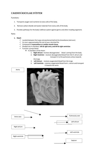 The Circulatory System Worksheet.pdf | Heart and Cardiovascular ...