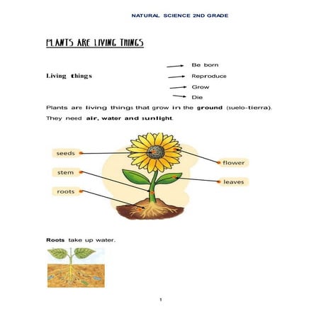 Pre k importance of plants | PPTX