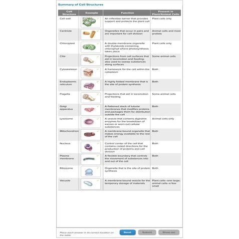 Summary of cell structures | PDF