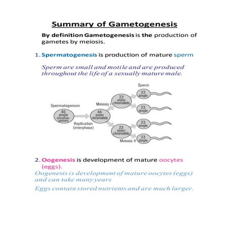 Summary of gametogenesis (1) | DOCX