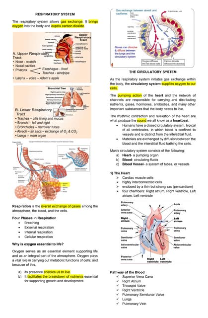 The Circulatory System Worksheet.pdf | Heart and Cardiovascular ...