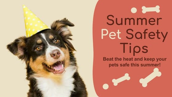 Pet care tips for summers | PDF