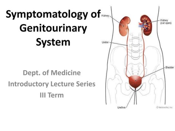 Urologic symptoms and examination | PPT | Sexual Conditions | Sexual Health