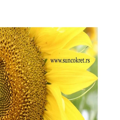 Suncokret | PDF