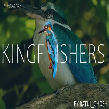 Kingfishers.pptx