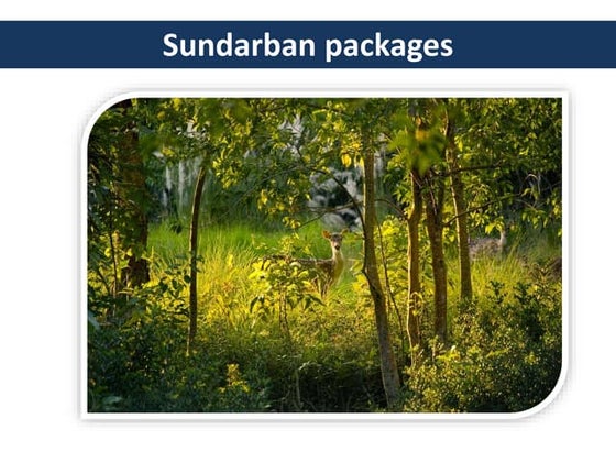 Sundarban launch tour | PPT