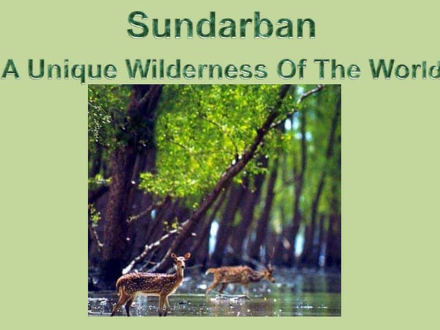 SUNDARBAN.pptx