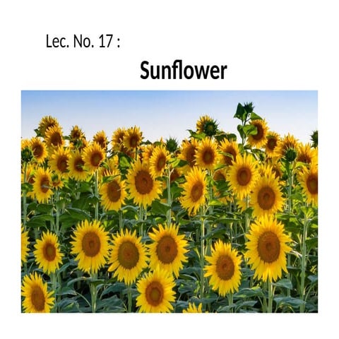 sunflowersunflowersunflowersunflower-1.pptx