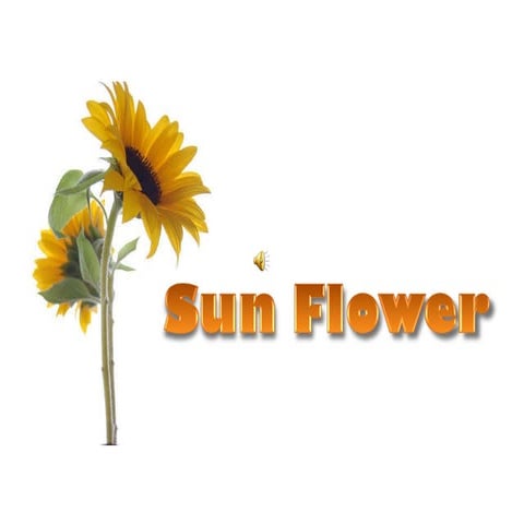 Sunflower | PPS