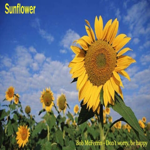 Sunflower | PPS