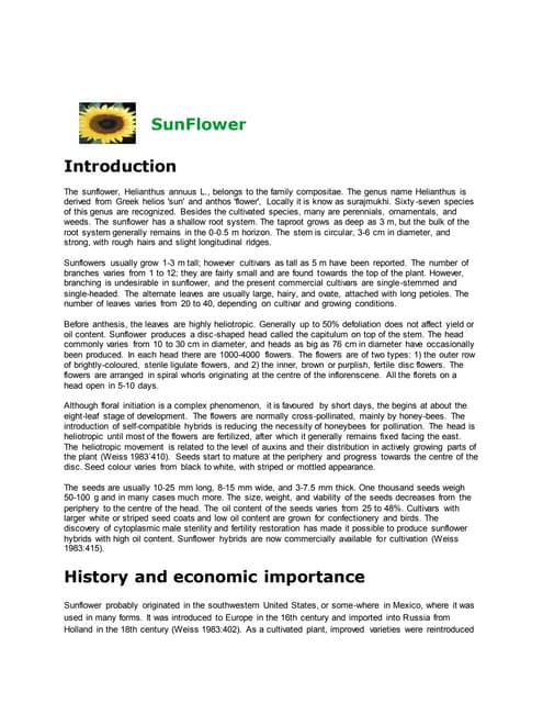 Sunflowers | PPT