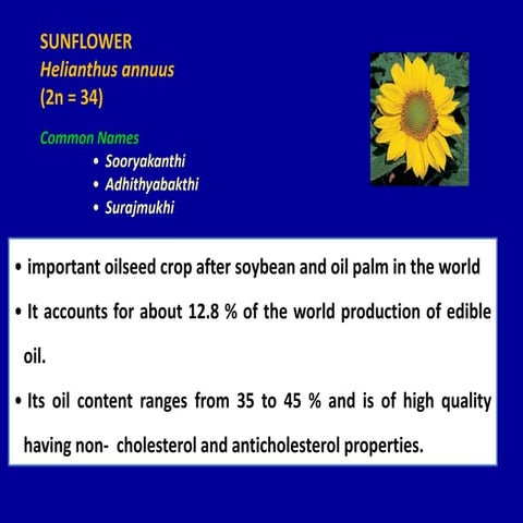 Sunflower | PPTX
