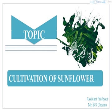 Cultivation Practices on Sunflower.pptx