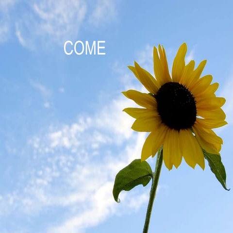 Sunflower Slide Show | PPTX