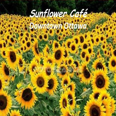 Sunflower caffe | PPTX
