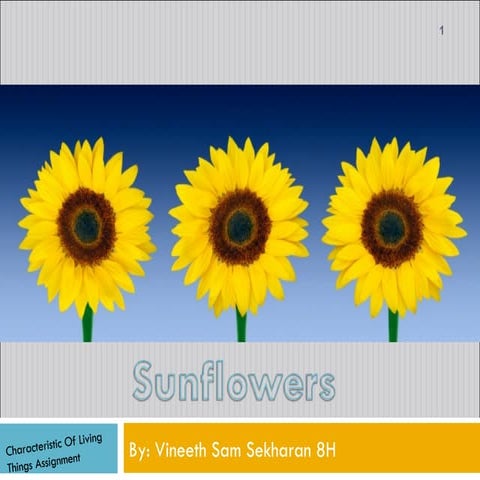 Sunflowers | PPT