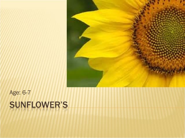 Sunflowers | PPT