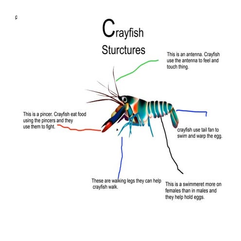 Crayfish dissection diagrams | PPTX