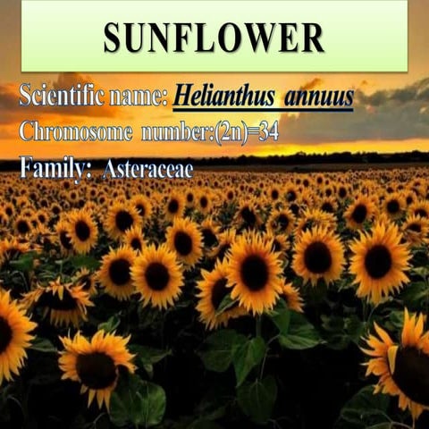 Floral biology of sunflower | PPTX
