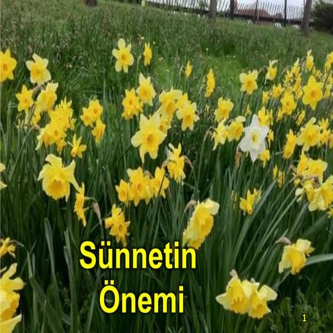 Sünnetin Önemi | PPTX